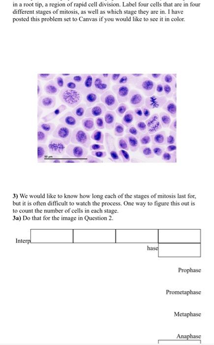 Solved in a root tip, a region of rapid cell division. Label | Chegg.com