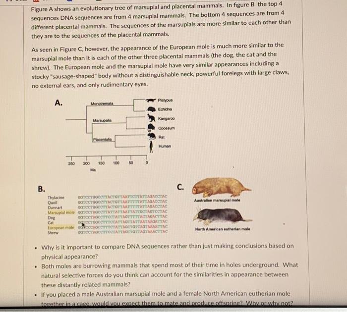 Solved Figure A shows an evolutionary tree of marsupial and | Chegg.com