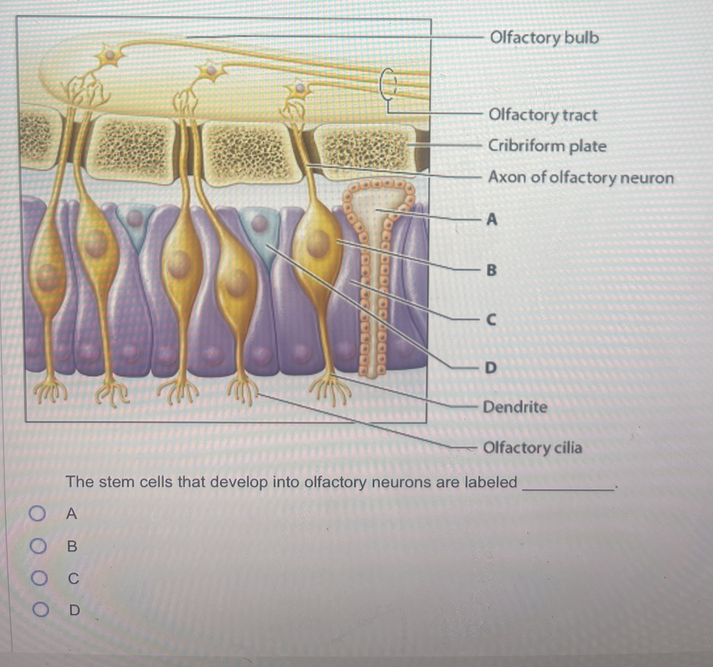 Solved The stem cells that develop into olfactory neurons | Chegg.com
