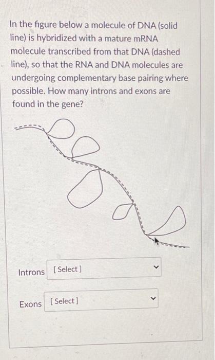 Solved In the figure below a molecule of DNA (solid line) is | Chegg.com