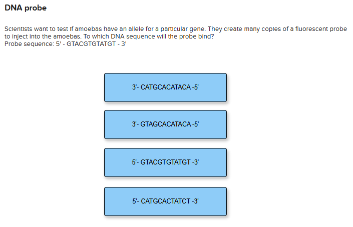 Solved DNA probeSclentists want to test if amoebas have an | Chegg.com