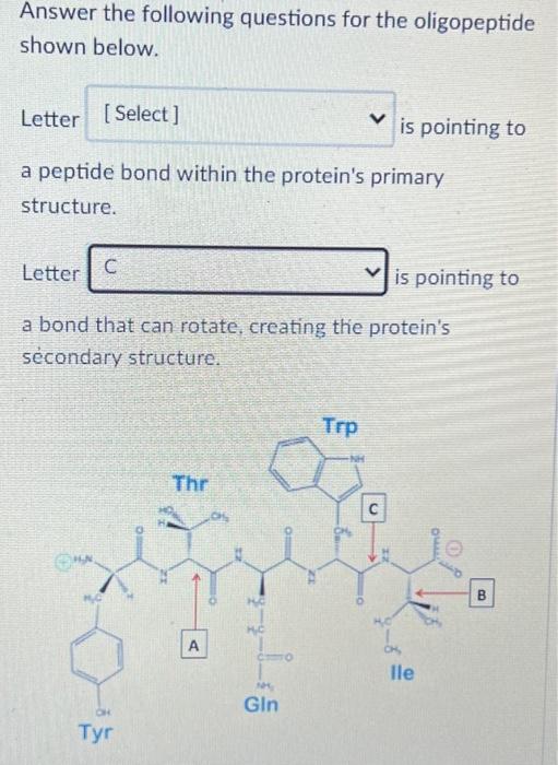 Answer the following questions for the oligopeptide | Chegg.com