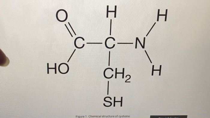 Solved Researchers compared similar proteins from related | Chegg.com