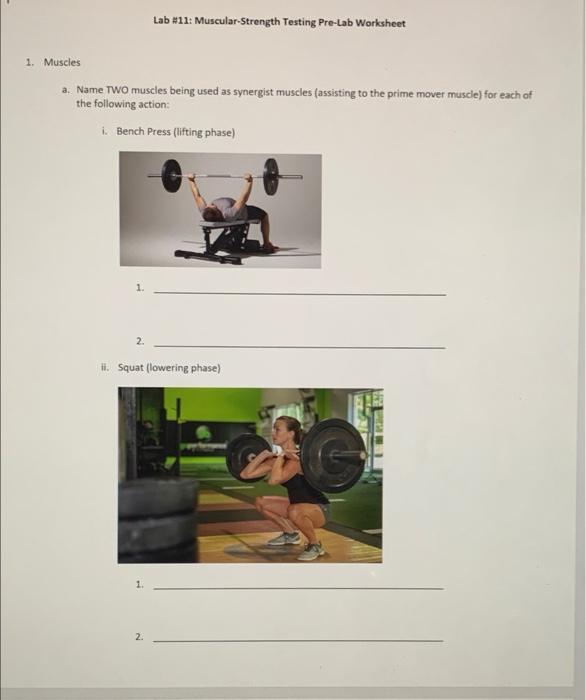 Solved Lab #11: Muscular-Strength Testing Pre-Lab Worksheet | Chegg.com