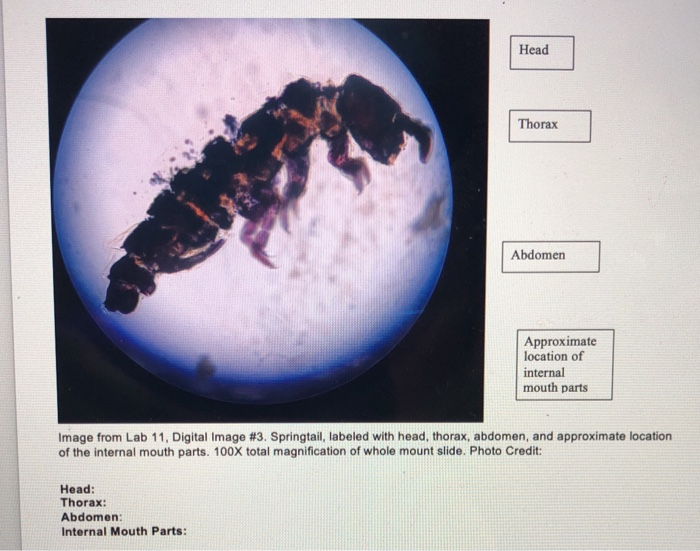 Solved In the following springtail organism, please label | Chegg.com
