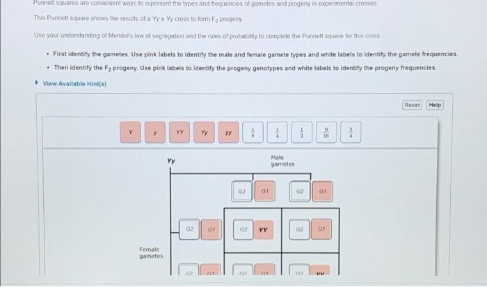 Solved ePunnett squares are convenient ways to represent the | Chegg.com