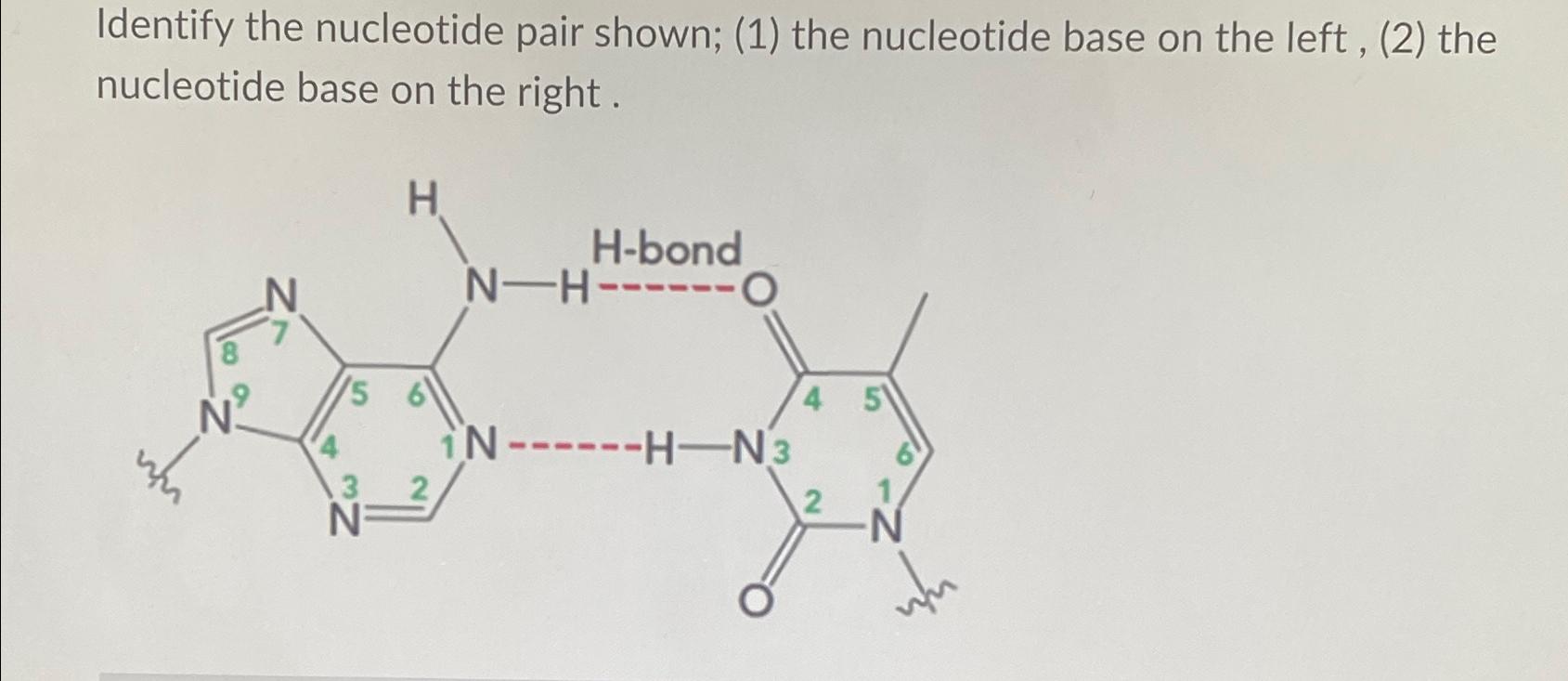 Solved Identify the nucleotide pair shown; (1) ﻿the | Chegg.com