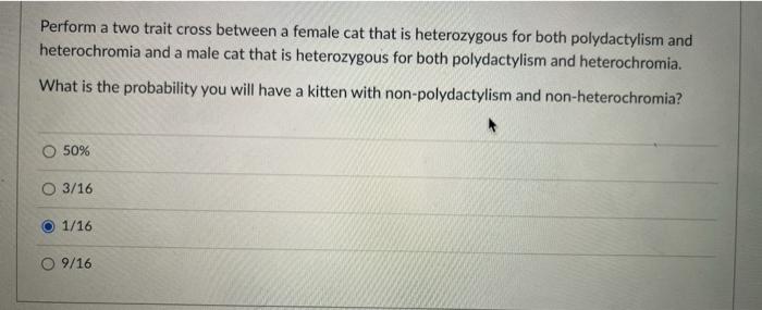Solved Perform a two trait cross between a female cat that | Chegg.com