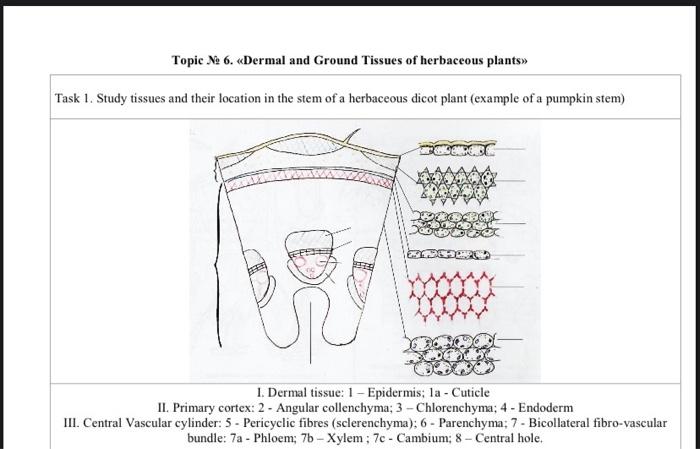 Solved Topic N N 6. «Dermal and Ground Tissues of herbaceous | Chegg.com