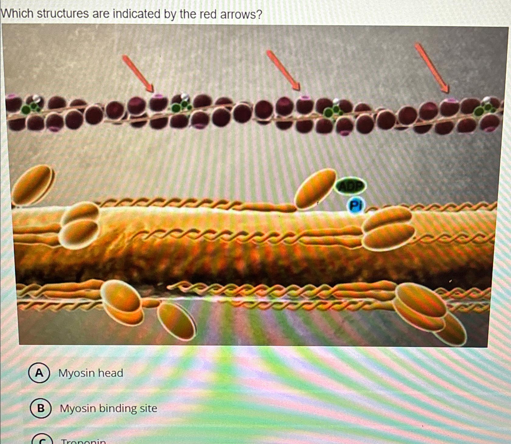 Solved Which structures are indicated by the red | Chegg.com