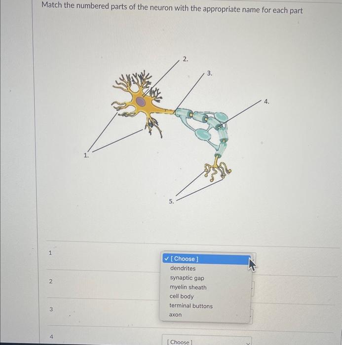 Solved Match the numbered parts of the neuron with the | Chegg.com