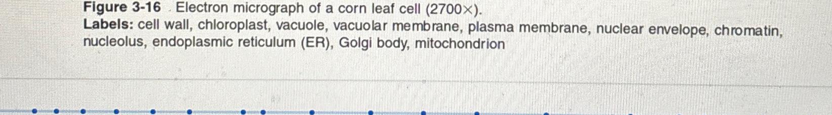 Solved Figure 3-16. ﻿Electron micrograph of a corn leaf cell | Chegg.com