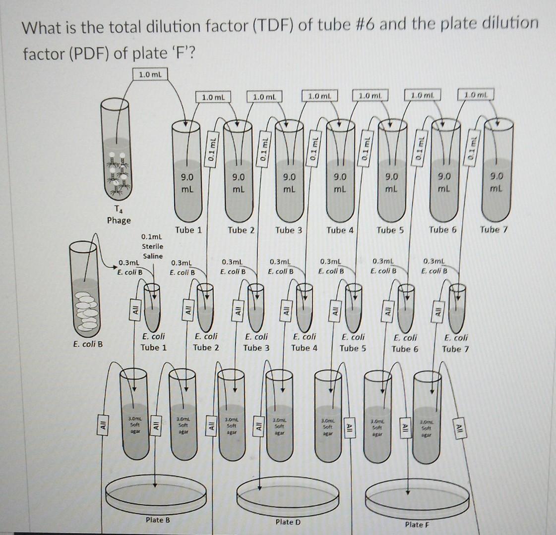 Solved What is the total dilution factor (TDF) of tube #6 | Chegg.com