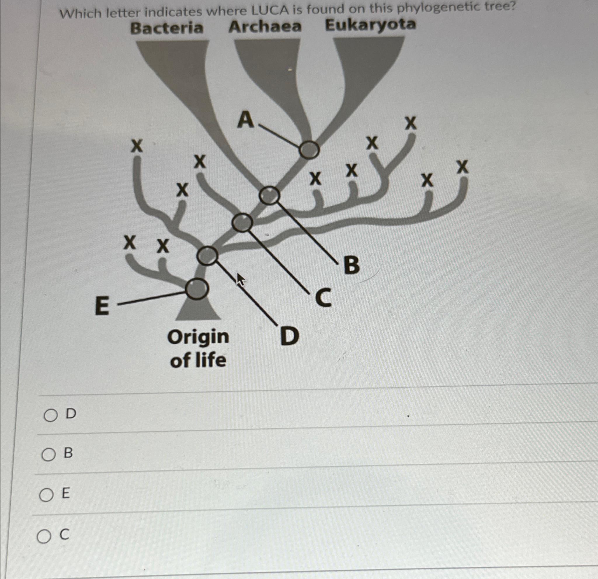 Solved Which letter indicates where LUCA is found on this | Chegg.com