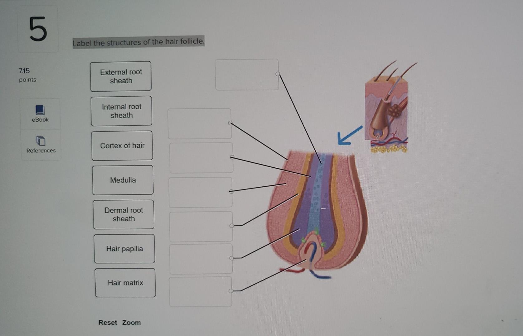 Solved LO Label the structures of the hair follicle. 7.15 | Chegg.com