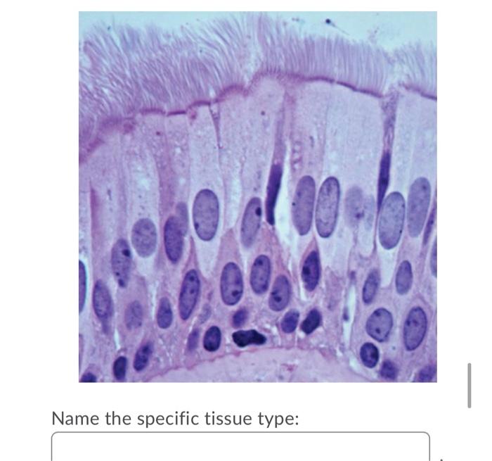 Solved + 1. General tissue type: EPITHELIAL Specific tissue | Chegg.com