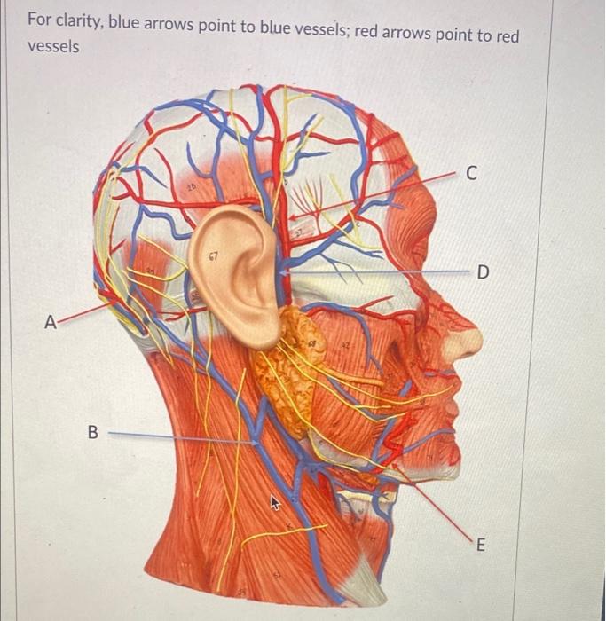Solved identify the following vessels labeled A-E. will give | Chegg.com