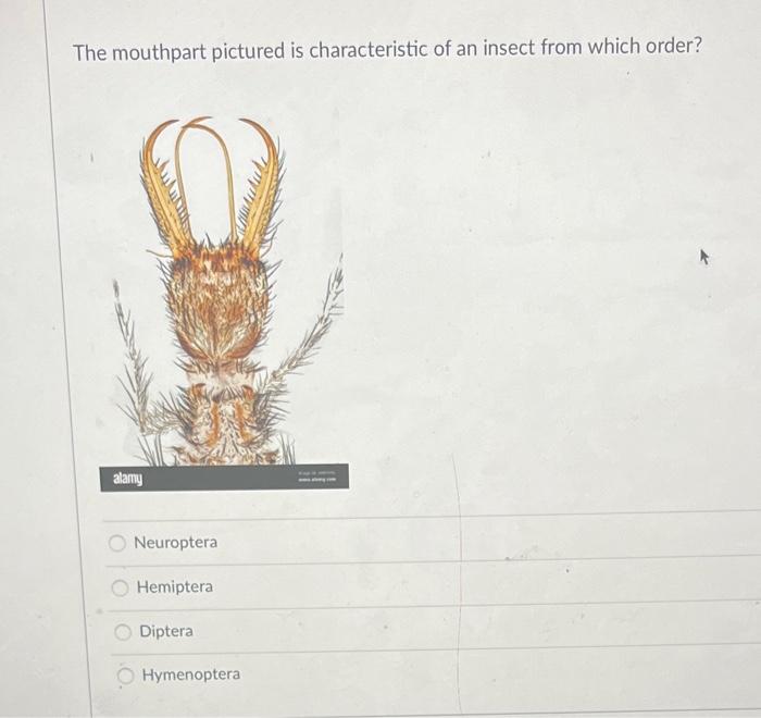 Solved The mouthpart pictured is characteristic of an insect | Chegg.com