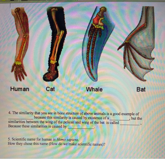 Solved Human Cat Whale Bat 4. The similarity that you see | Chegg.com