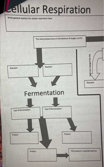 Solved cellular Respiration Fermentation Léllular | Chegg.com Solved cellular Respiration Fermentation Léllular | Chegg.com