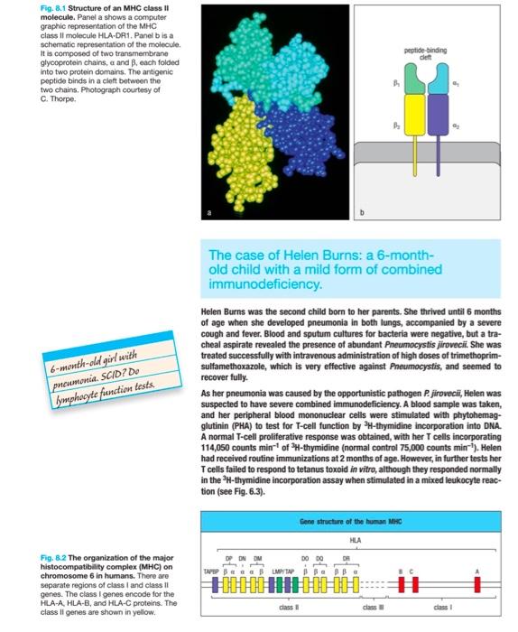 Solved Fig. 8.1 Structure of an MHC class II molecule. Panel | Chegg.com