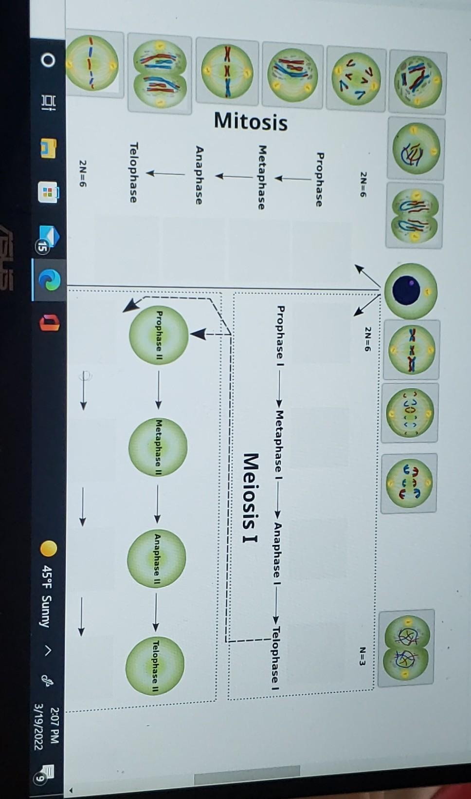 000000 2N=6 2N=6 N=3 YL Prophase Prophase 1 Metaphase | Chegg.com
