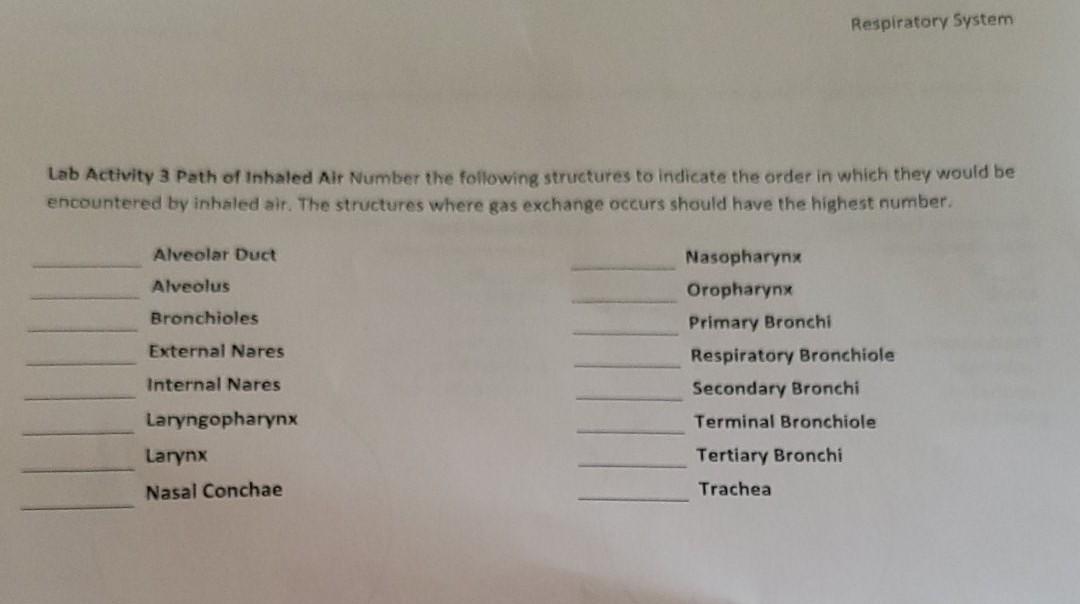 Solved Respiratory System Lab Activity 3 Path of inhaled Air | Chegg.com