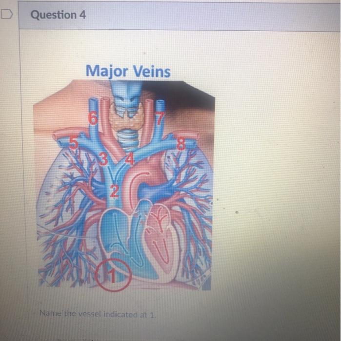Solved Question 4 Major Veins Name the vessel indicated at 1 | Chegg.com