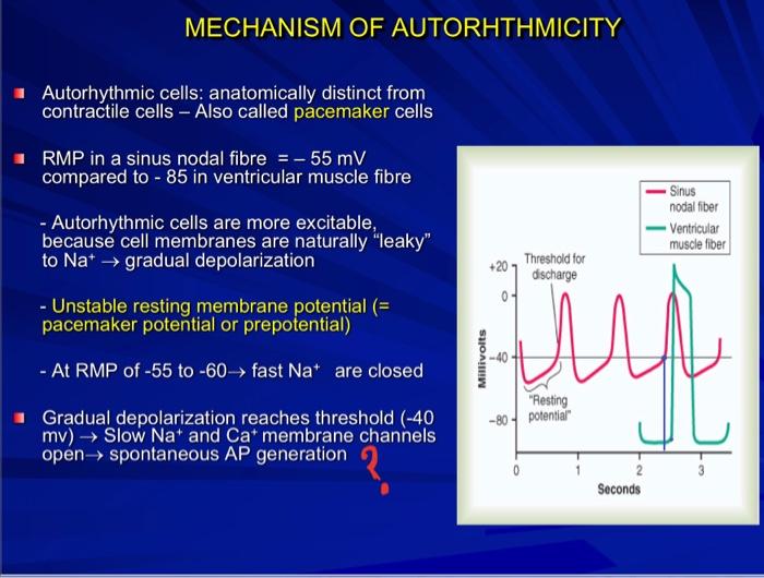 Solved the last point it is not clear why slow sodium and | Chegg.com
