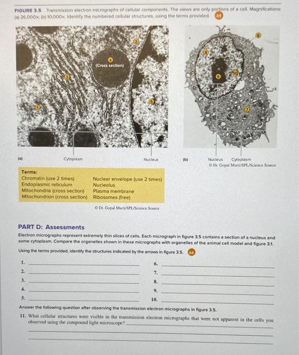 Solved FIGURE 3.5 Transavisson electron micrographs of | Chegg.com