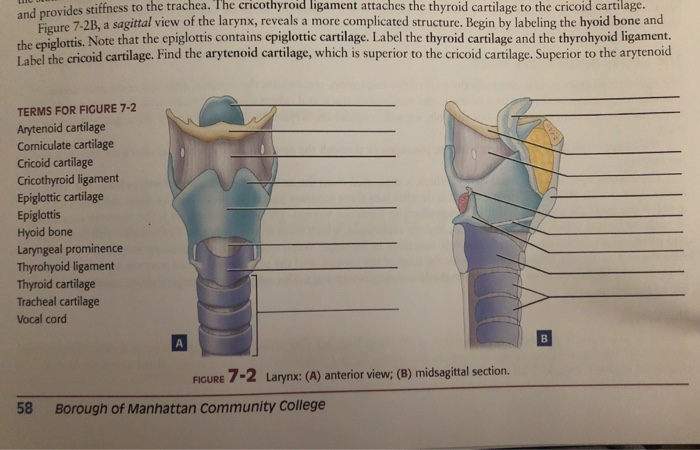 Mid Sagittal View Of Larynx