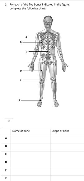 Solved 1. For each of the five bones indicated in the | Chegg.com