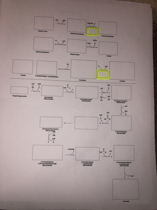 Basic Concepts Worksheet 7.3 Description: Nucleotides | Chegg.com