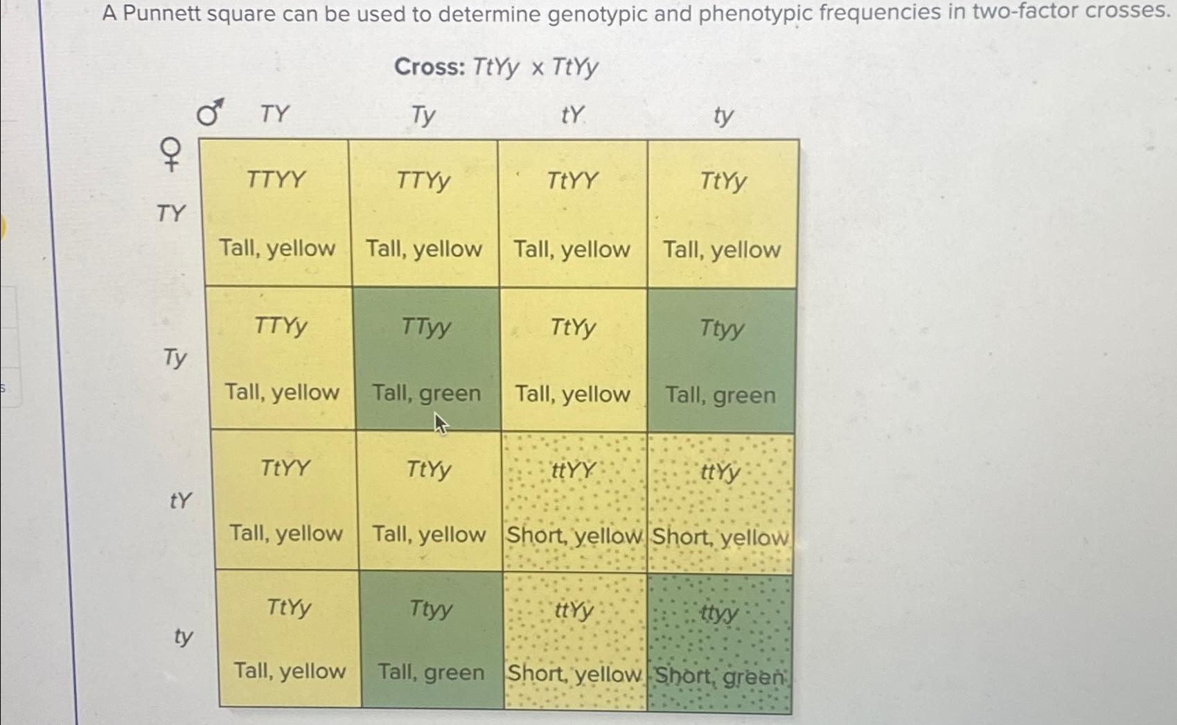 Solved A Punnett square can be used to determine genotypic | Chegg.com