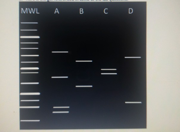 Solved 8. heldentity of the ladder bandse 2.5kb MWL A B с | Chegg.com
