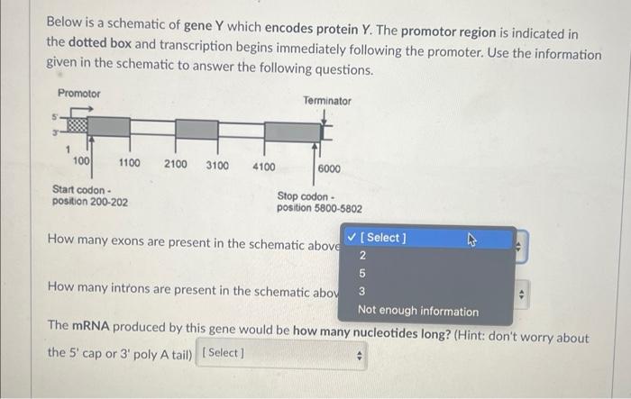 Solved Below is a schematic of gene Y which encodes protein | Chegg.com