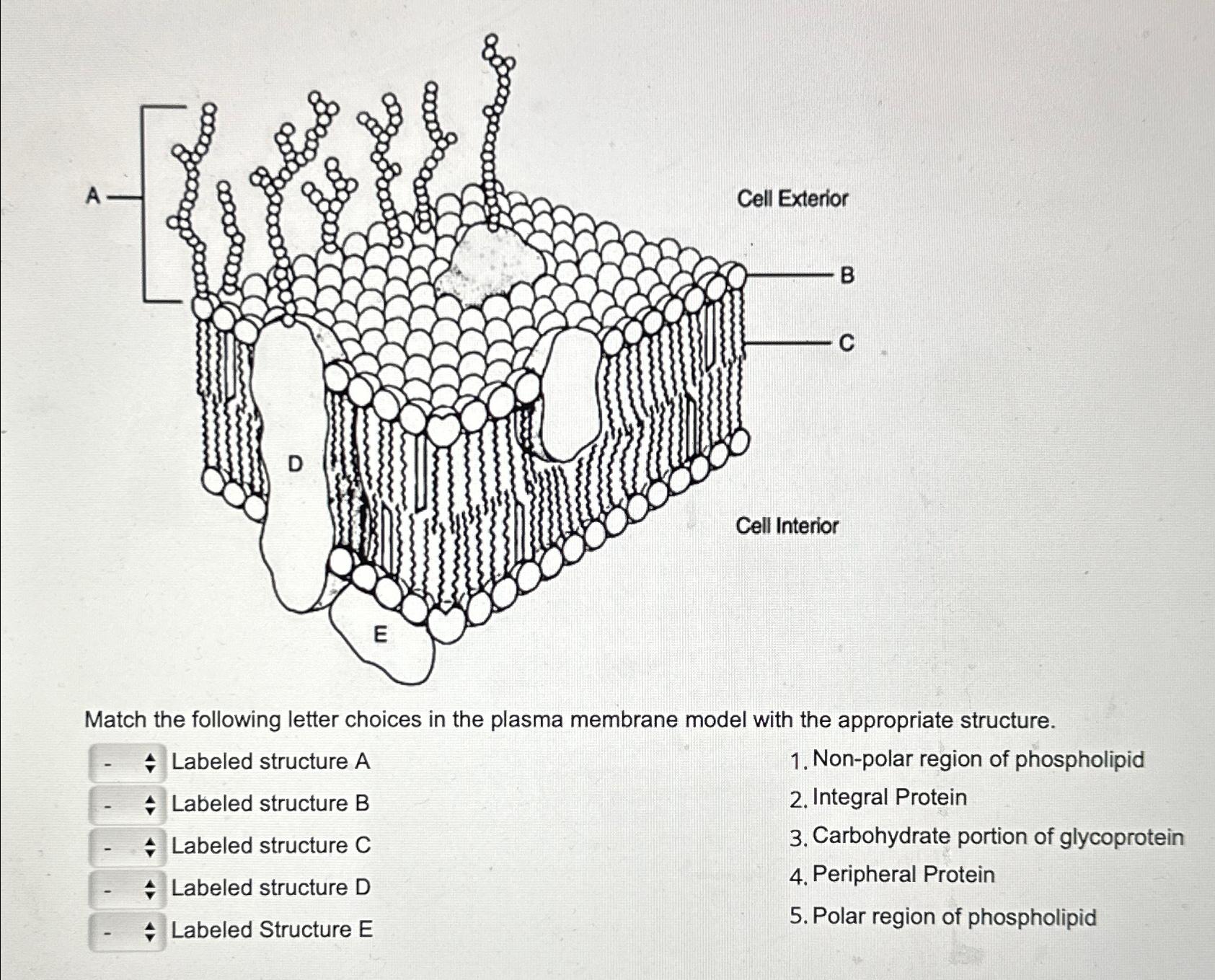 Solved Match the following letter choices in the plasma | Chegg.com