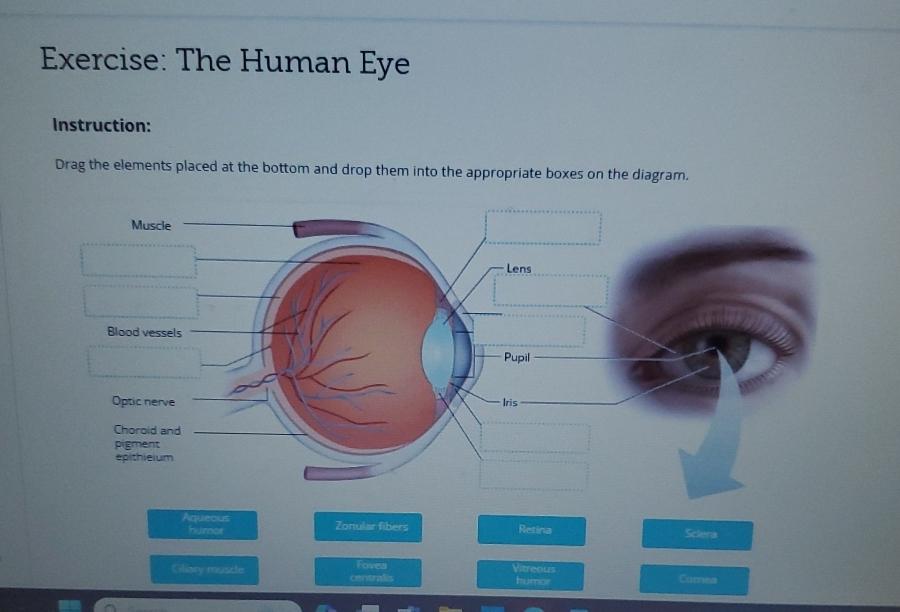 Solved Exercise: The Human EyeInstruction:Drag the elements | Chegg.com