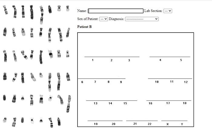 Solved Name Lab Section Sex Of Patient Diagnosis