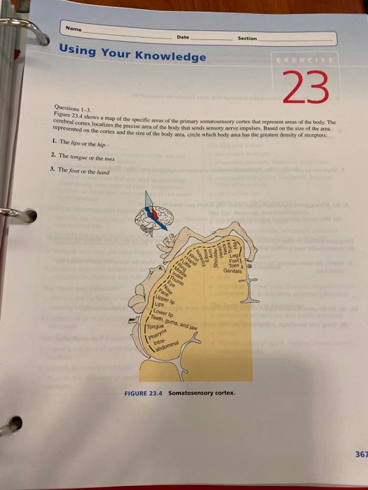 Solved Name Date Section Using Your knowledge Questions 1-3. | Chegg.com