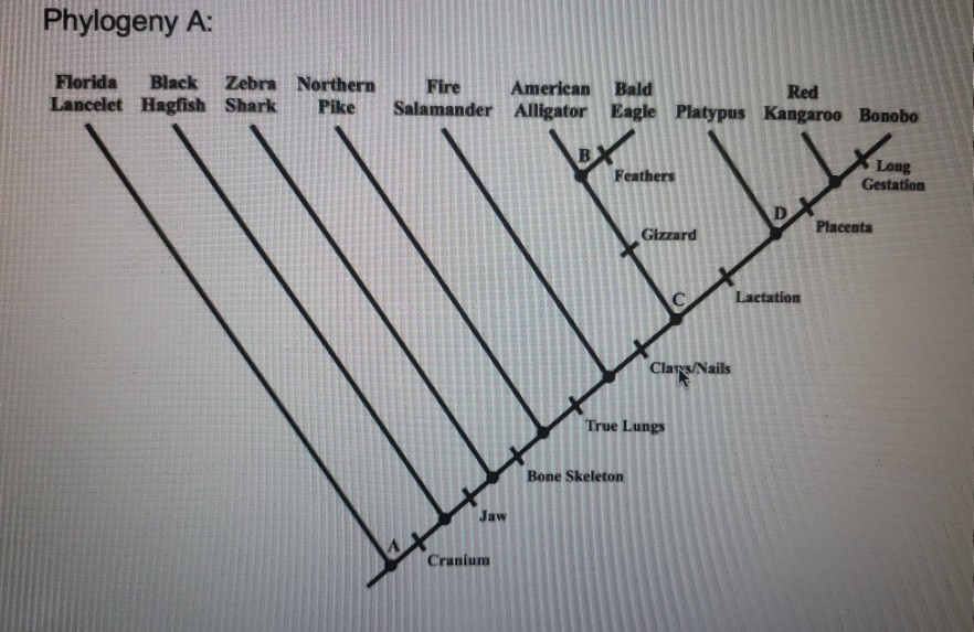 Solved Phylogeny A: Florida Black Zebra Northern Lancelet | Chegg.com