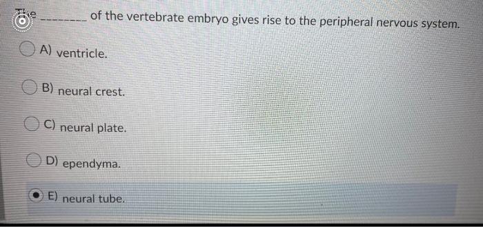Solved of the vertebrate embryo gives rise to the peripheral | Chegg.com