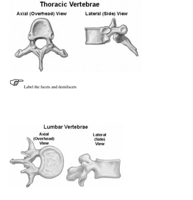 Lumbar Vertebrae Lateral View