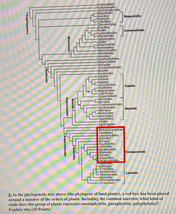 Solved The subject is evolution. What kind of clade does the | Chegg.com