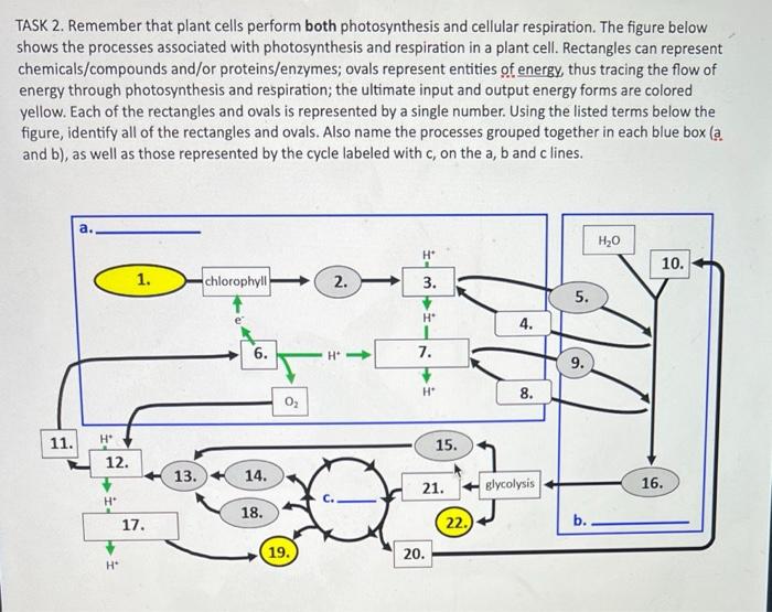 TASK 2. Remember that plant cells perform both | Chegg.com