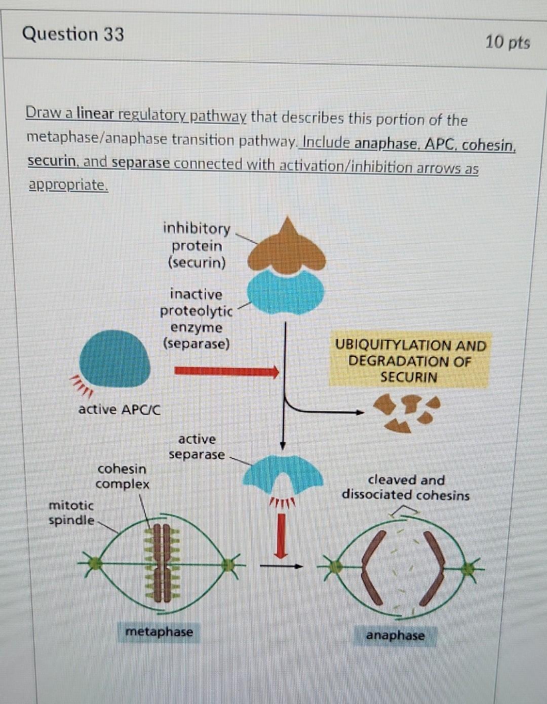 Draw a linear regulatory pathway that describes this | Chegg.com