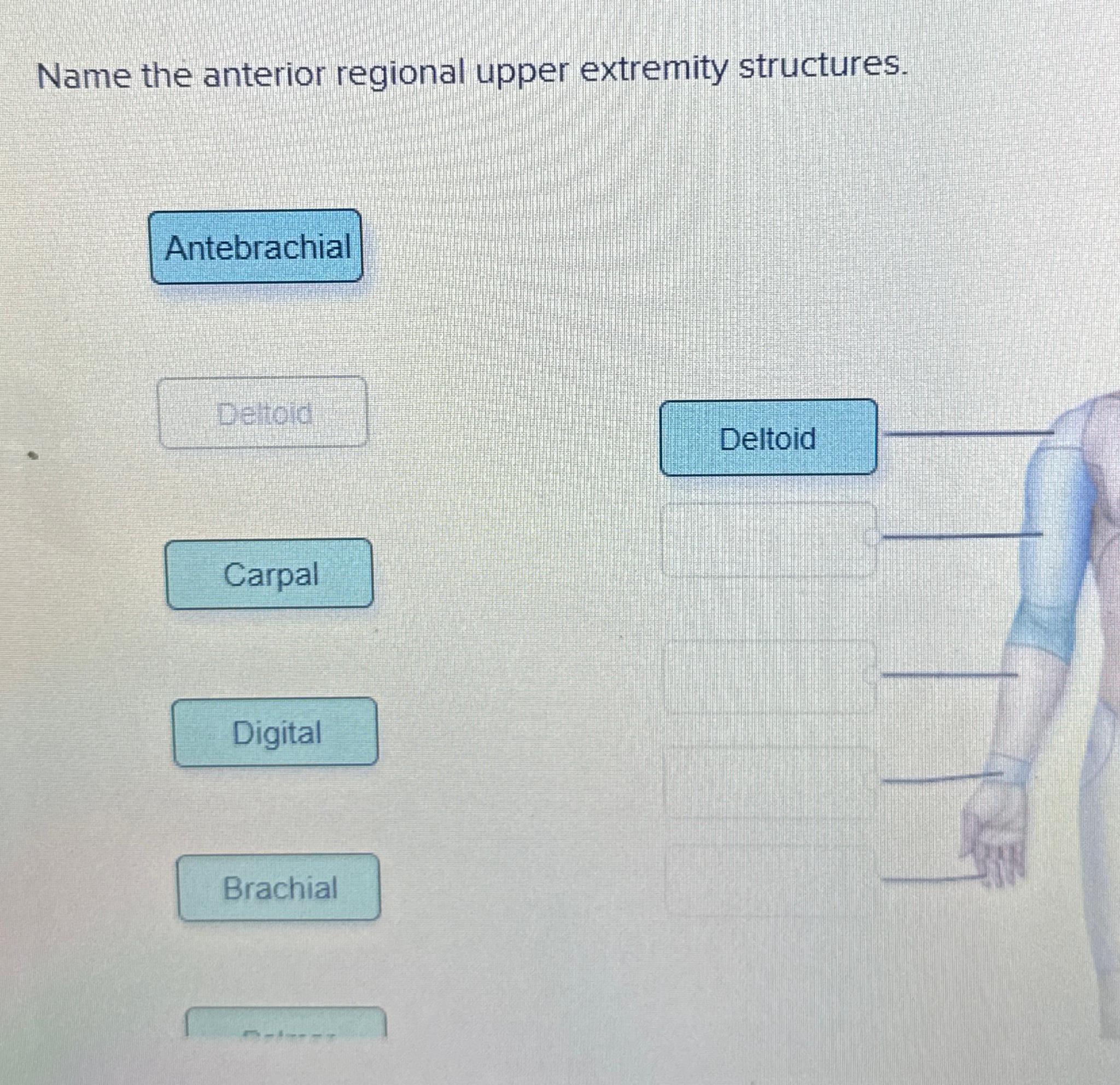 Solved Name The Anterior Regional Upper Extremity