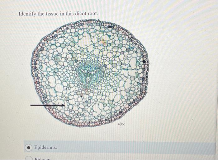 Identify the tissue in this dicot root. Epidermis. | Chegg.com