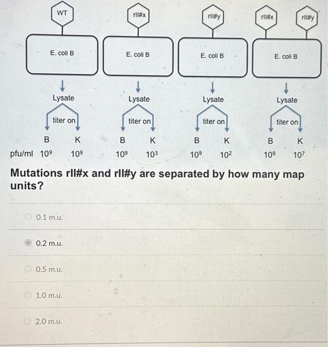 Solved Mutations rlIt and rll\#y are separated by how many | Chegg.com