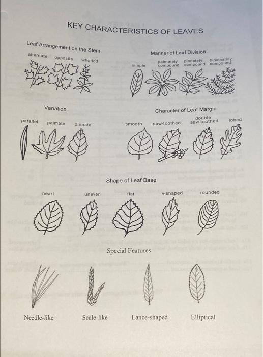 Solved Plant Biology , Leaf Anatomy (Leaf Identification) | Chegg.com